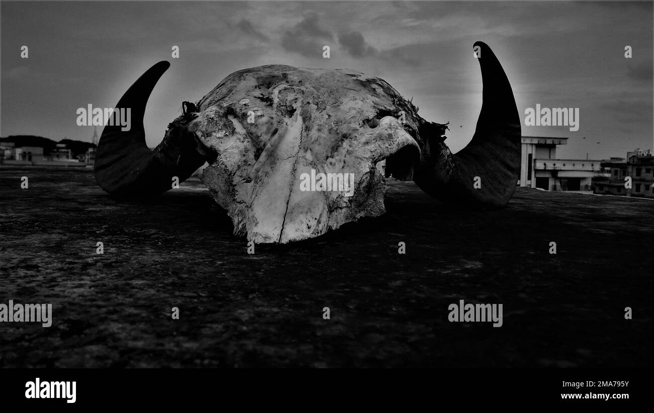 An aerial view of animal skull in field Stock Photo - Alamy