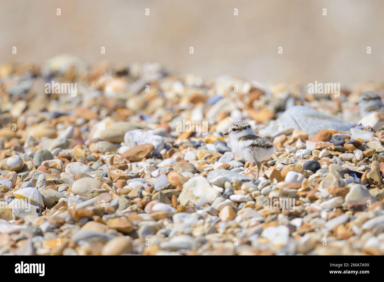 An immature Common Ringed Plover on a beach, sunny day in summer ...