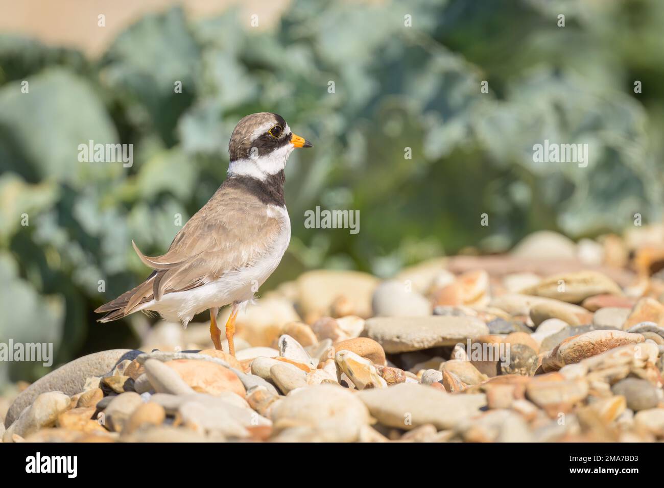 An adult Common Ringed Plover standing on a gravel beach, sunny day in ...