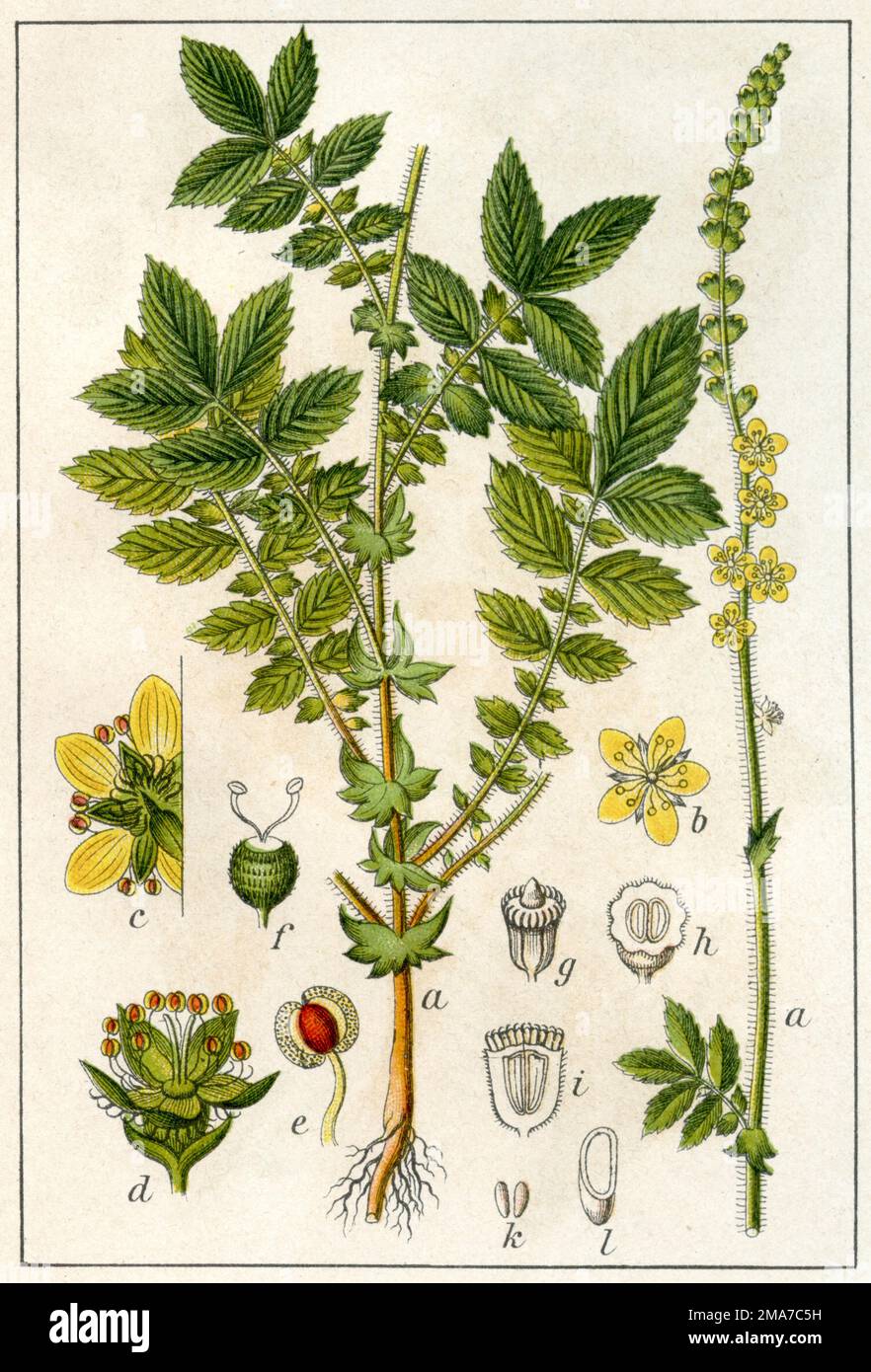 agrimony Agrimonia eupatoria, (botany book, 1904), Odermennig Stock ...