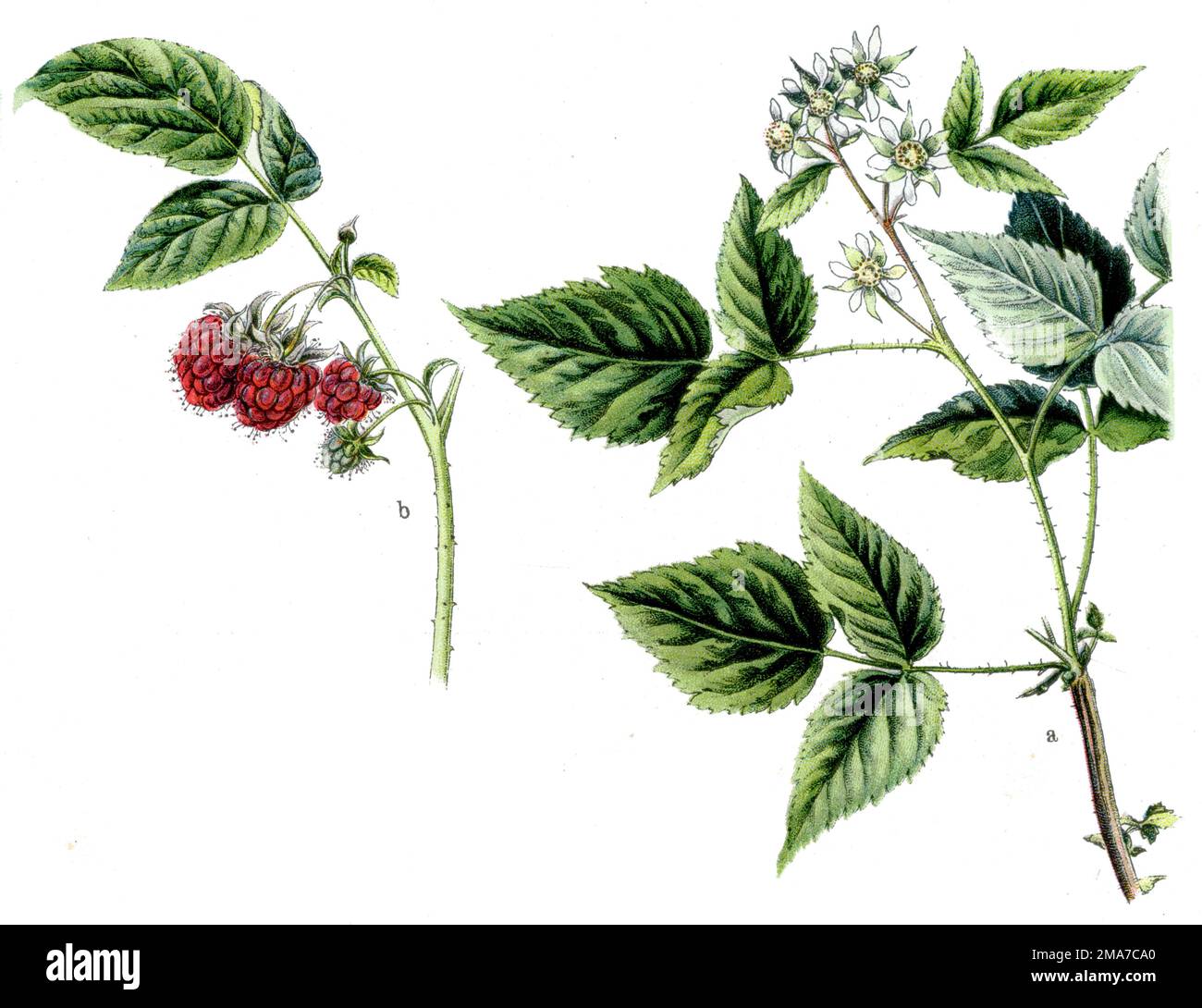 raspberry Rubus idaeus, (botany book, 1909), Himbeere Stock Photo - Alamy