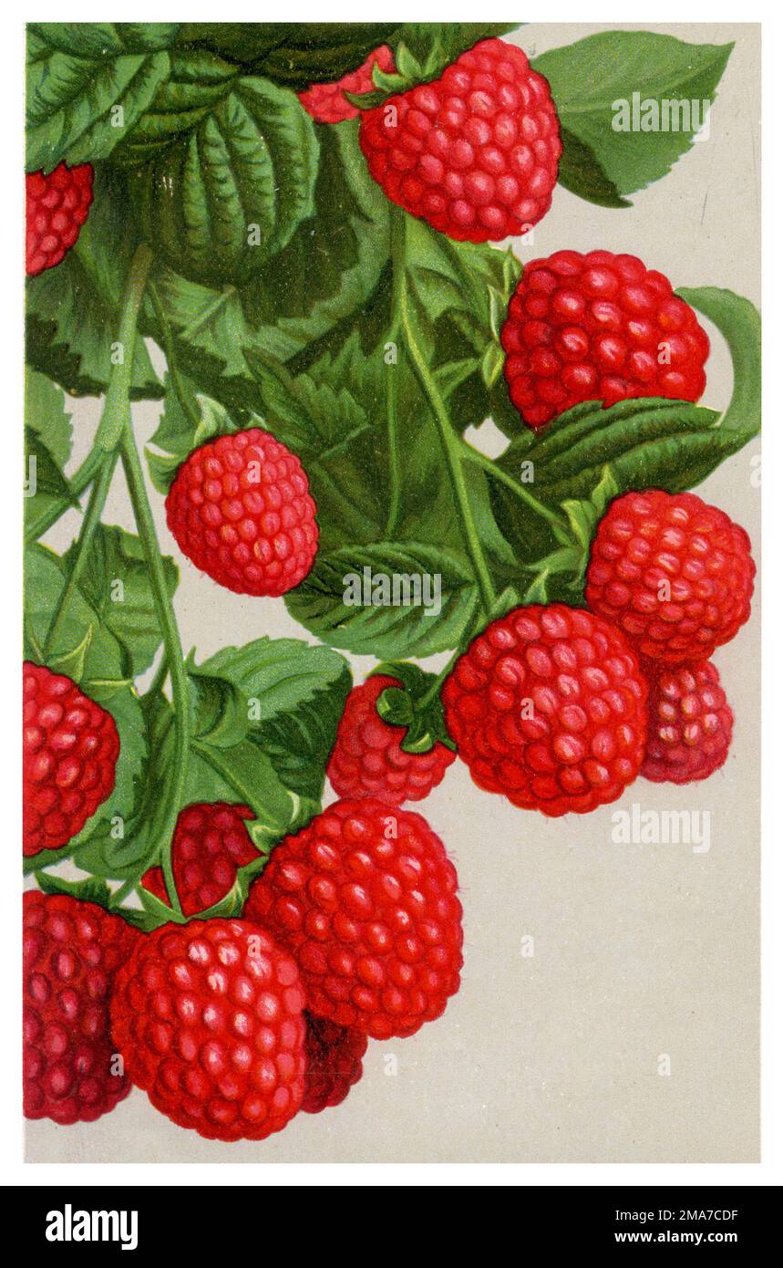 raspberry, variety: Preußen Rubus idaeus, Rupp (garden book, 1934 ...