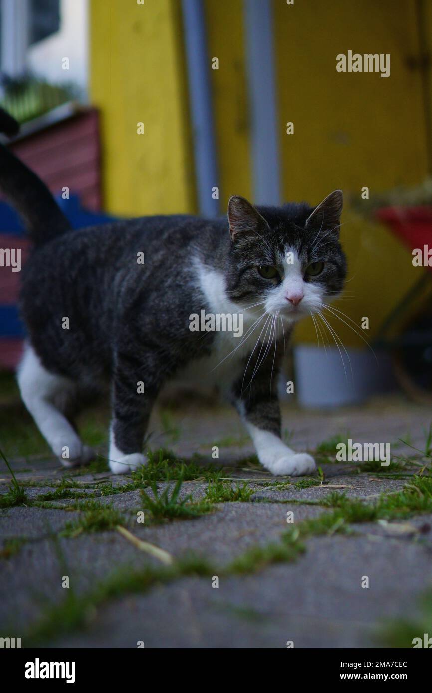 Cat walking asphalt street hi-res stock photography and images - Alamy