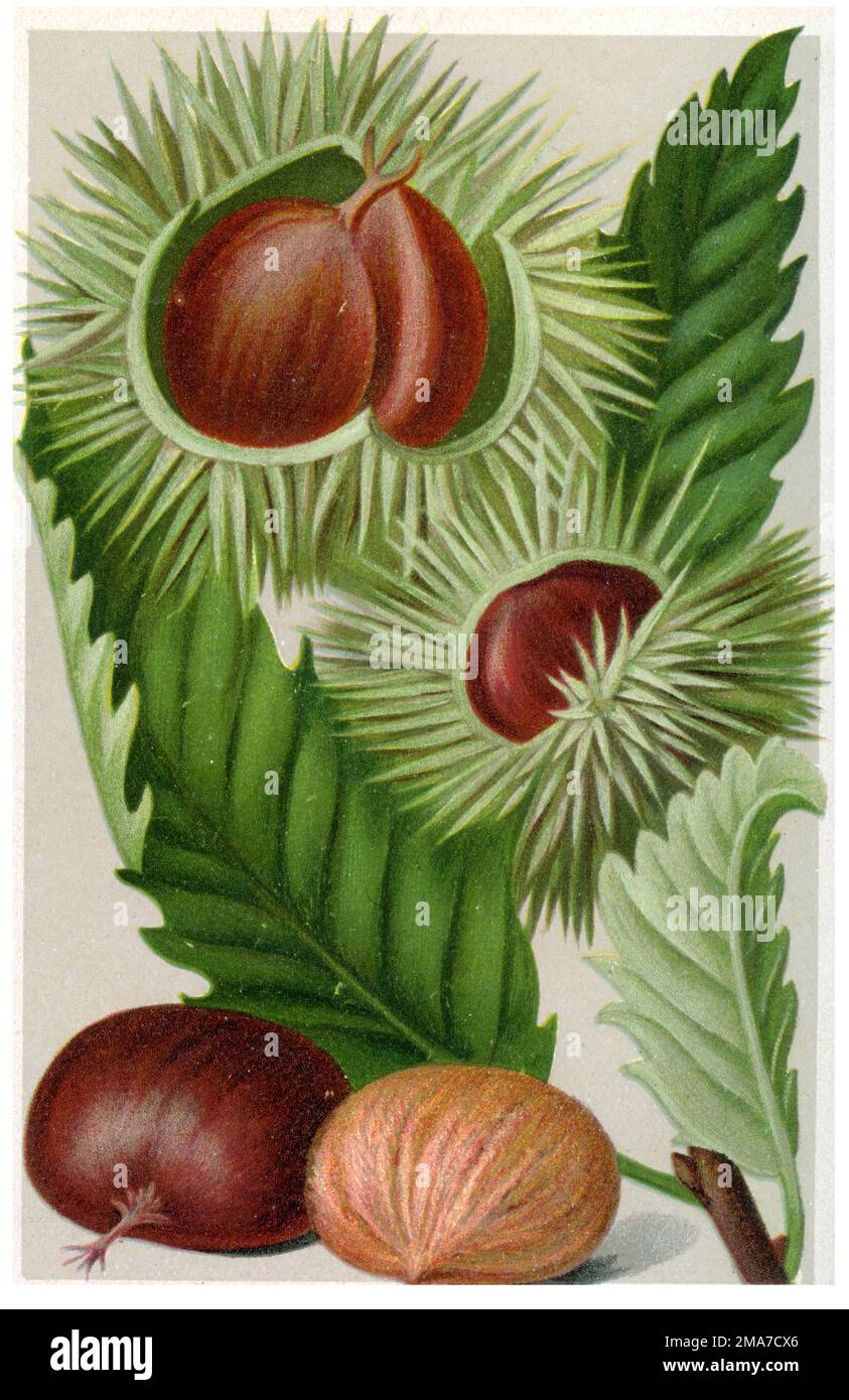 sweet chestnut Castanea sativa, Rupp (garden book, 1934), Esskastanie ...