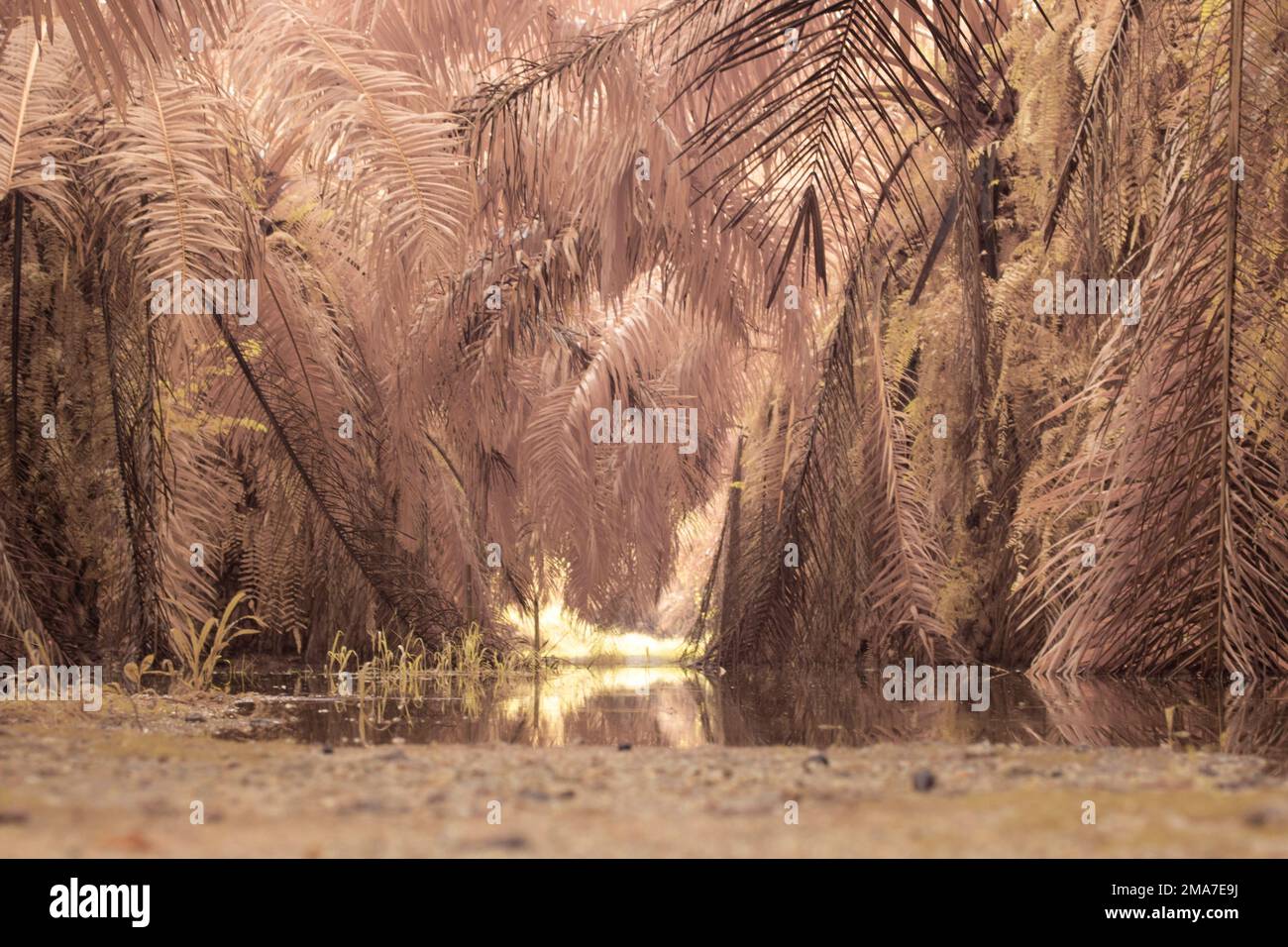 scene of the muddy overgrowth puddle bank in the plantation Stock Photo ...
