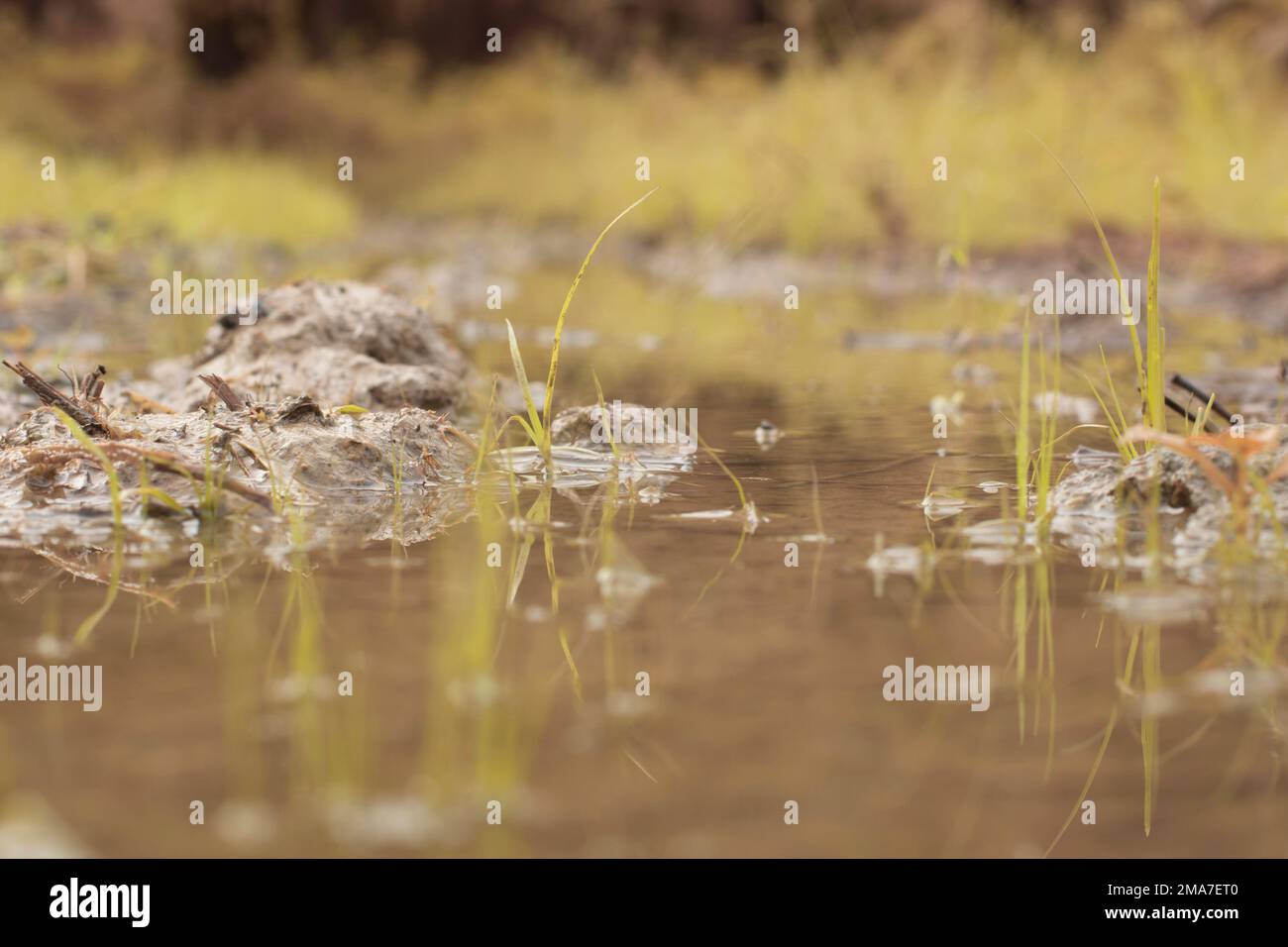 scene of the muddy overgrowth puddle bank in the plantation Stock Photo ...