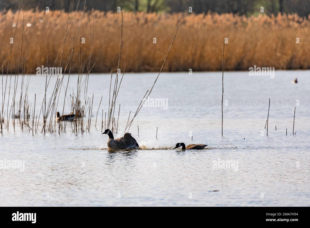 Two ducks produce lots of water splashes in a lake while swimming ...