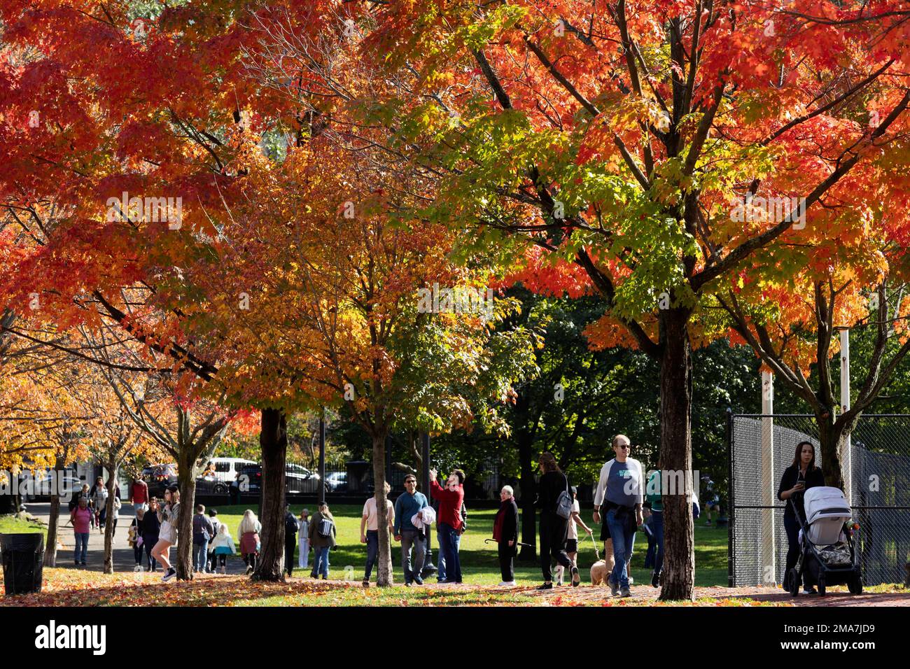 People walk under fall foliage on Boston Common, Friday, Oct. 14, 2022 ...