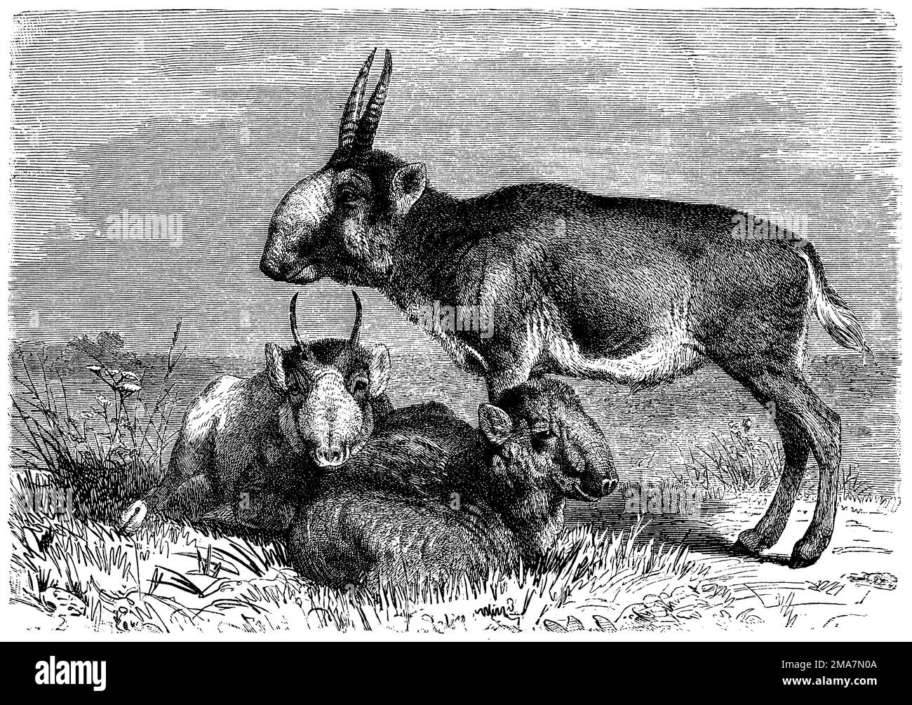 Saiga antelope, Saiga tatarica, (zoology book, 1908), Saiga, Saïga ...