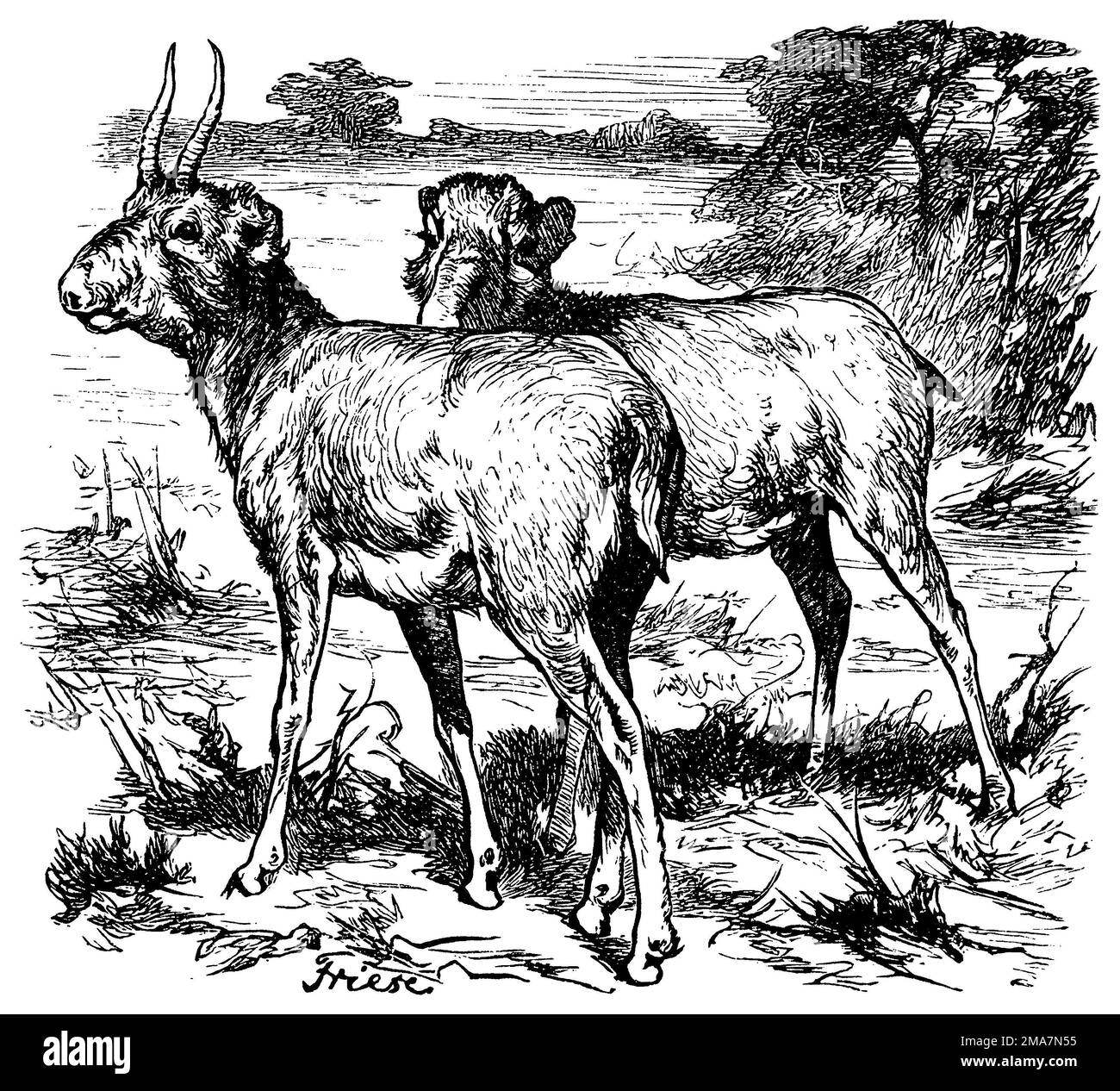 Saiga antelope, Saiga tatarica, Friese (encyclopedia, 1898), Saiga ...