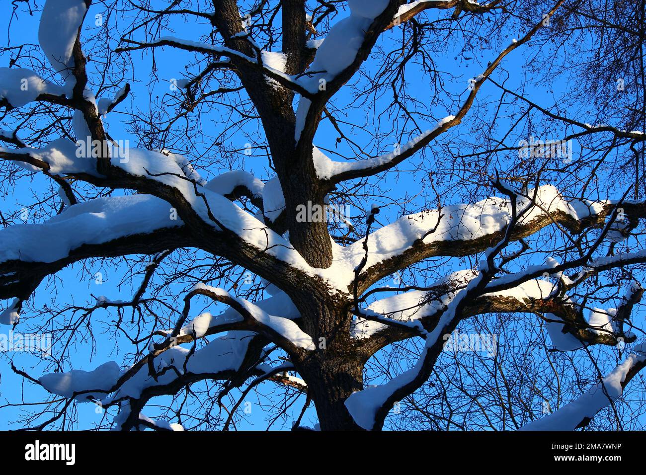 Oak tree covered with snow in winter against a blue sky Stock Photo - Alamy