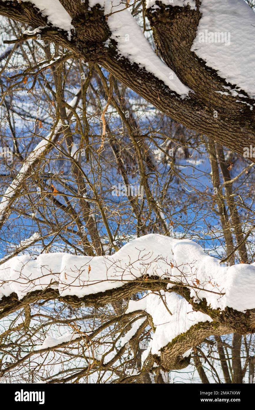 Beautiful vertical background with a view of branches covered with ...