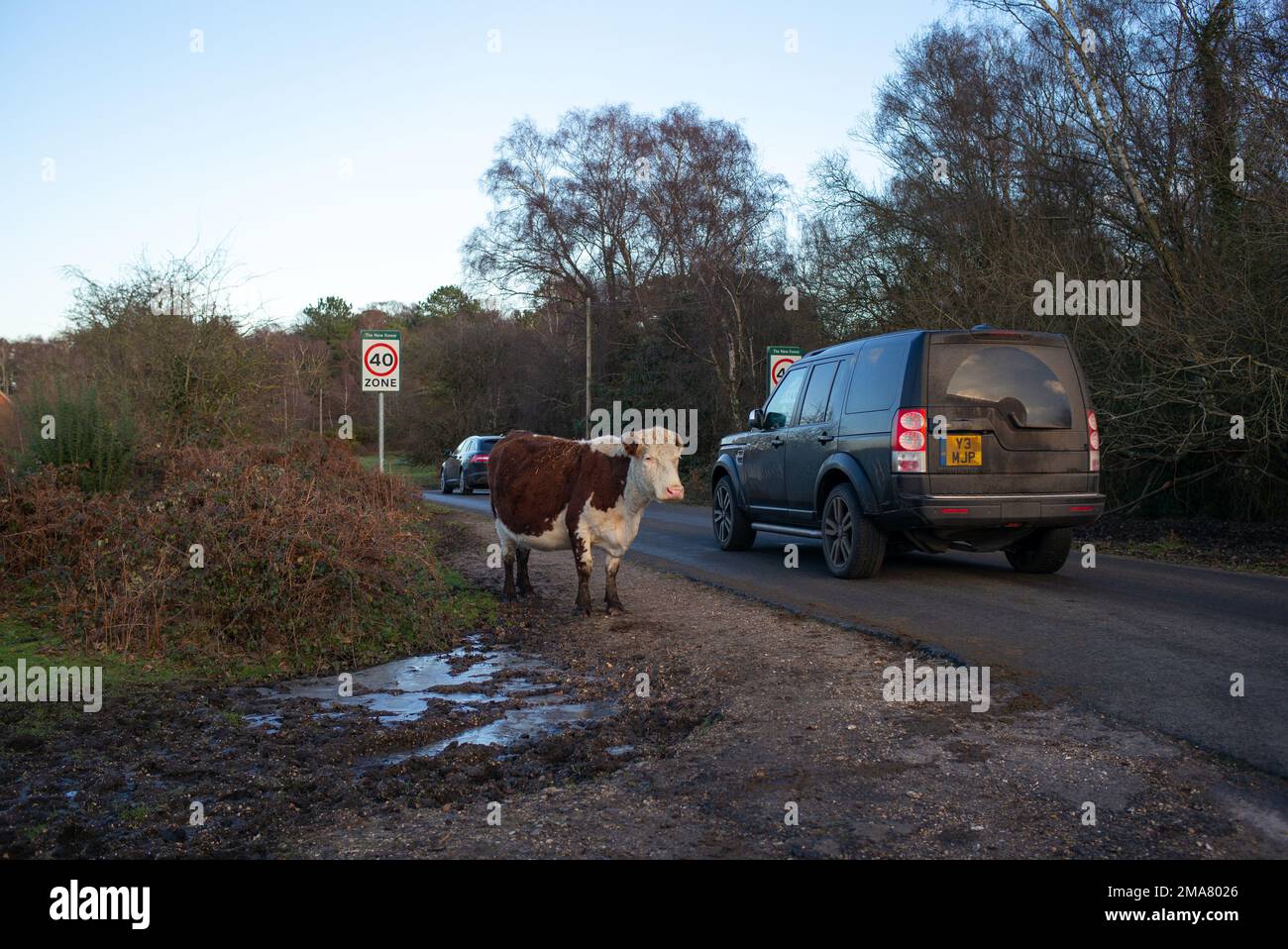 Animal cow road sign hi-res stock photography and images - Alamy