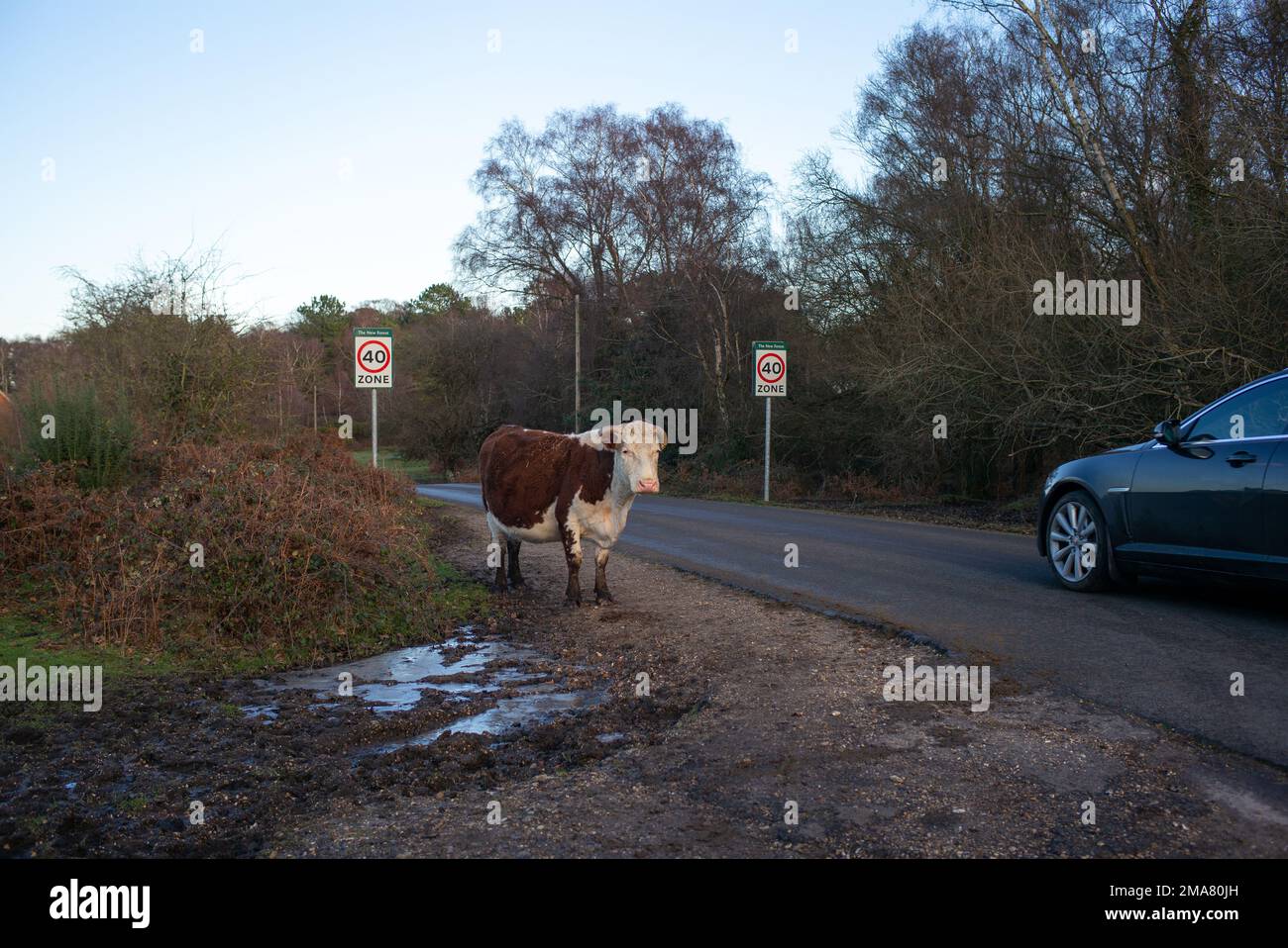 A large horned cow stands next to the speed signs just off the road in ...