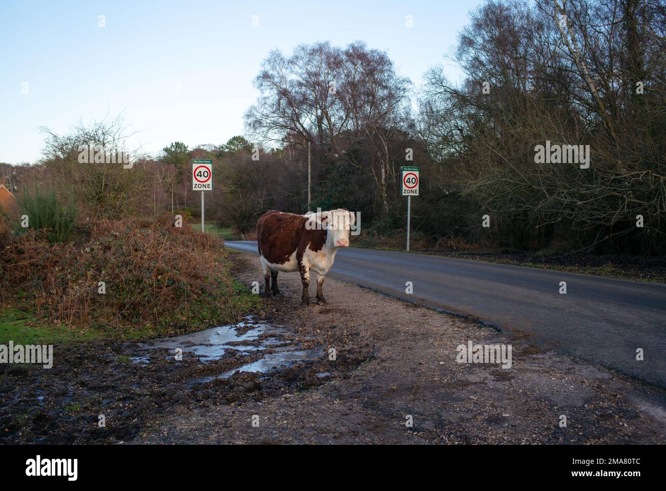 A large horned cow stands next to the speed signs just off the road in ...