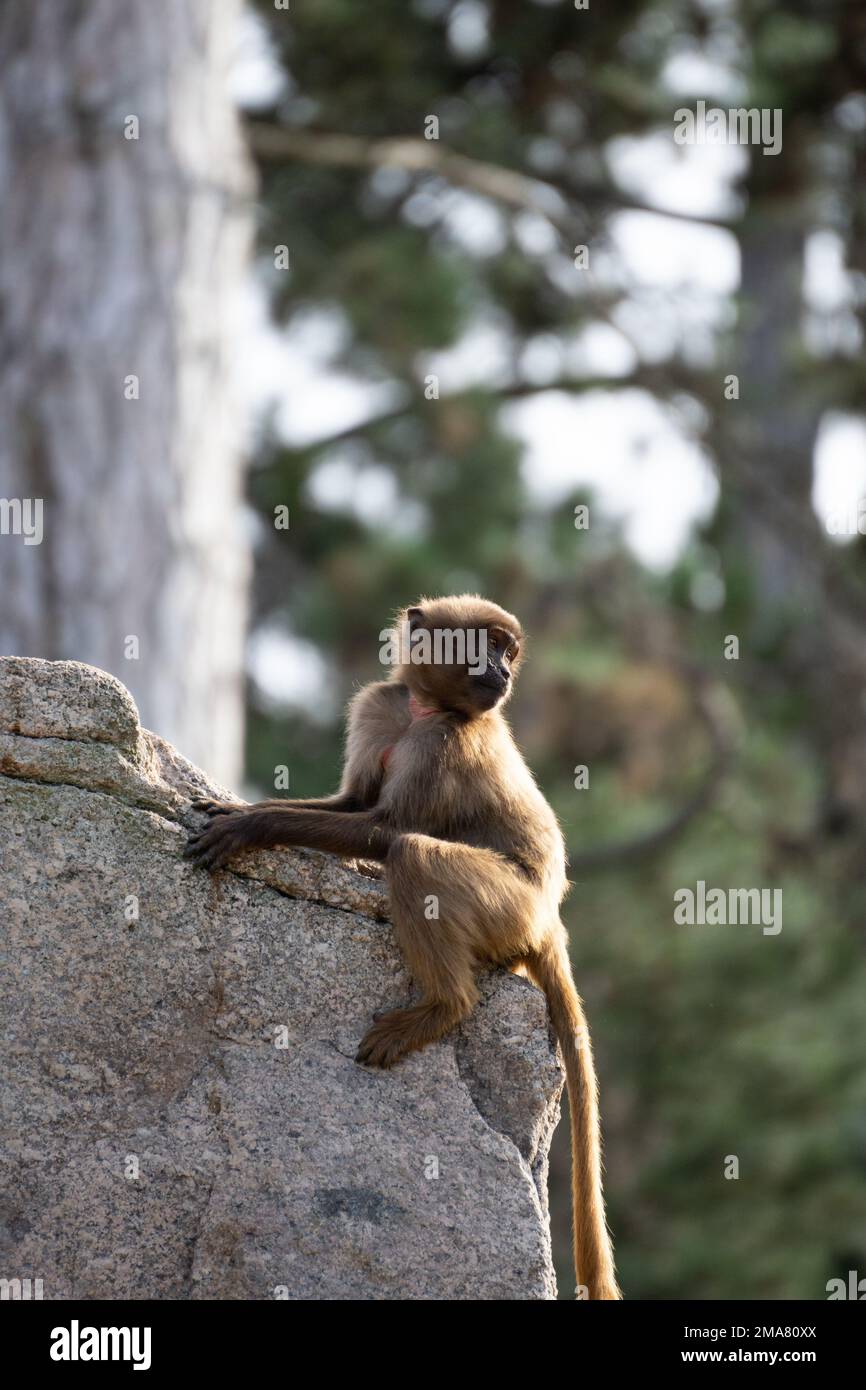 A vertical shot of a small monkey sitting on a rock and looking behind ...