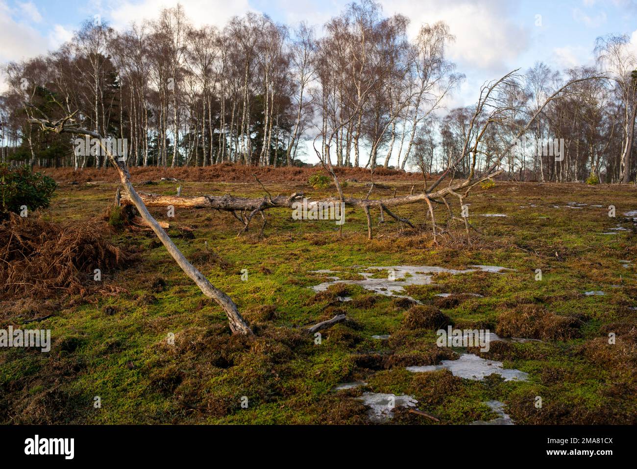 Wetland bog in the New Forest Hampshire England important for carbon ...