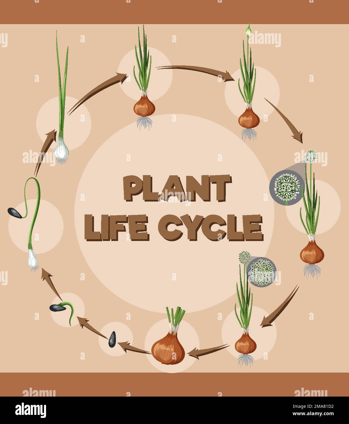 Diagram showing onion life cycle illustration Stock Vector Image & Art ...