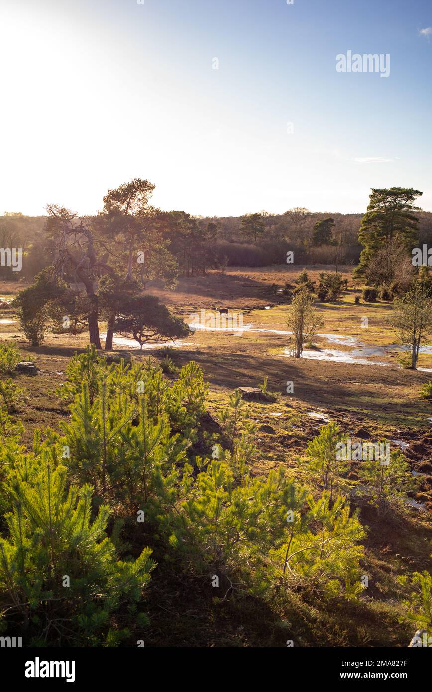 A view in the New Forest Hampshire England with new pine trees growing ...