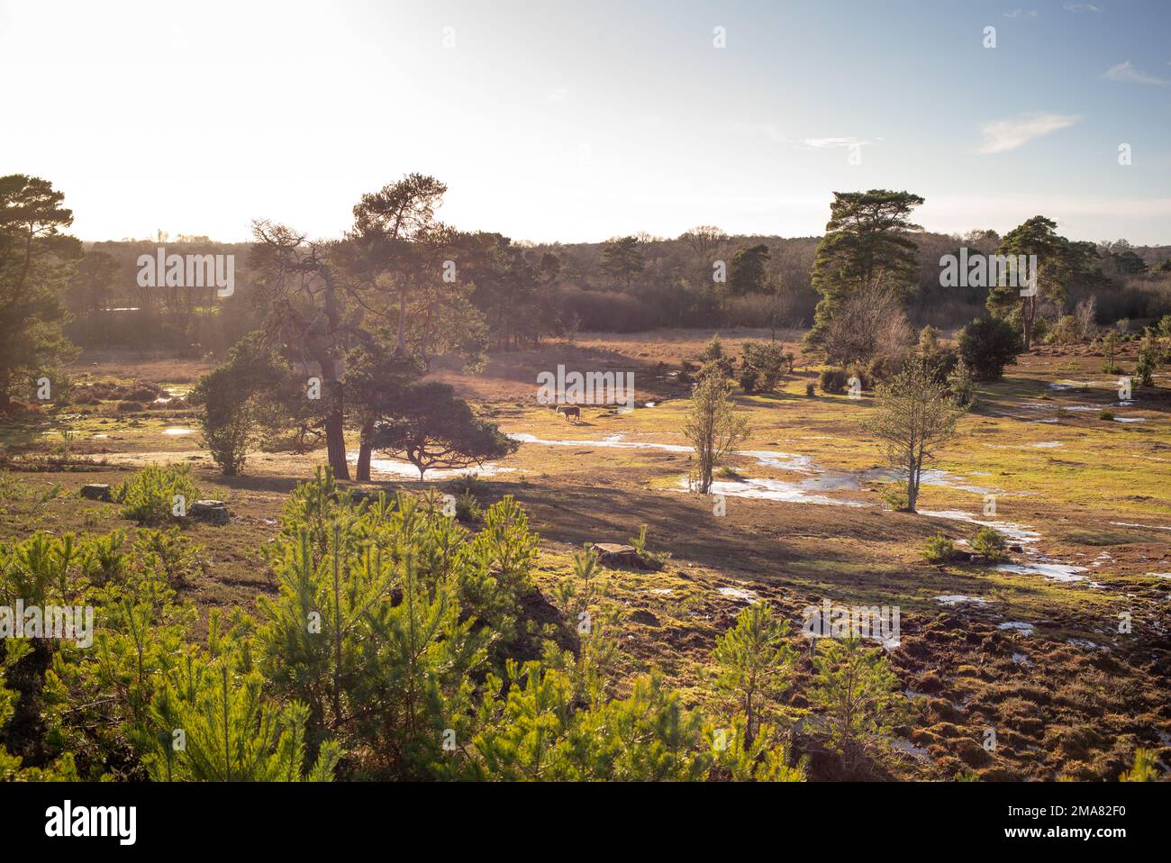 A view in the New Forest Hampshire England with new pine trees growing ...