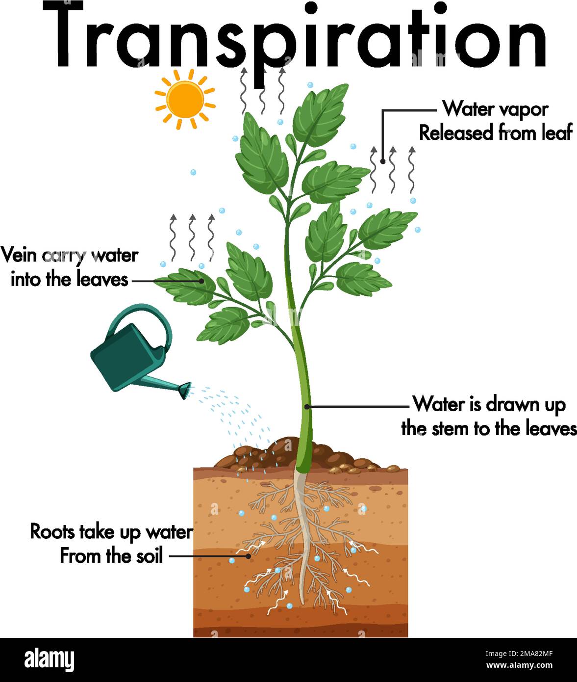 Transpiration Stream