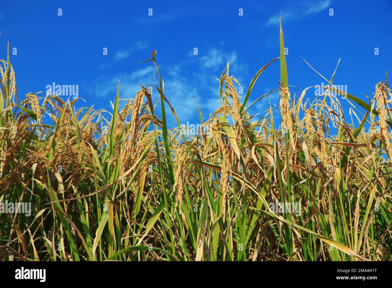 Ripe rice field and sky landscape on the farm Stock Photo - Alamy