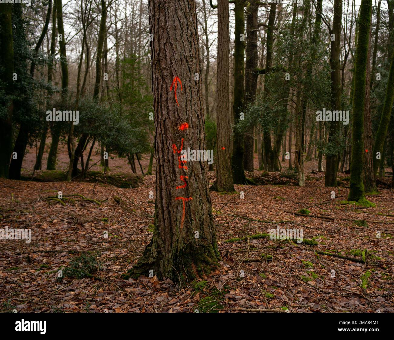 Nest spray paint hi-res stock photography and images - Alamy