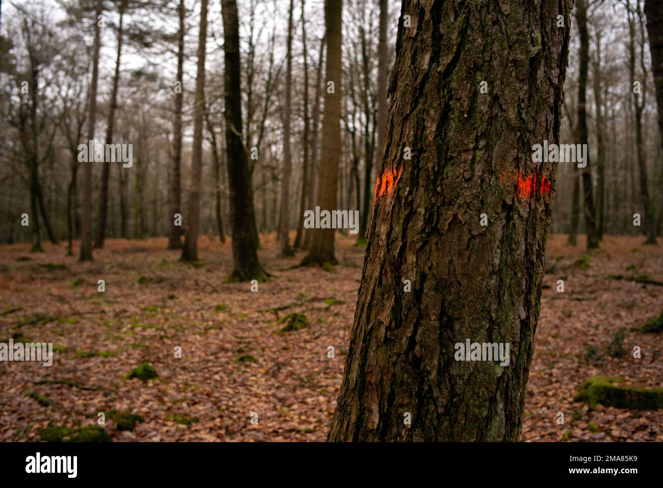 Spray paint markings on trees in The New Forest Hampshire UK. The ...