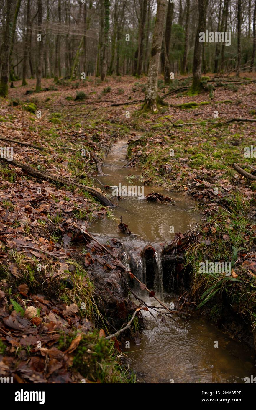 A stream amongst the woodland of the New Forest that plays an important ...