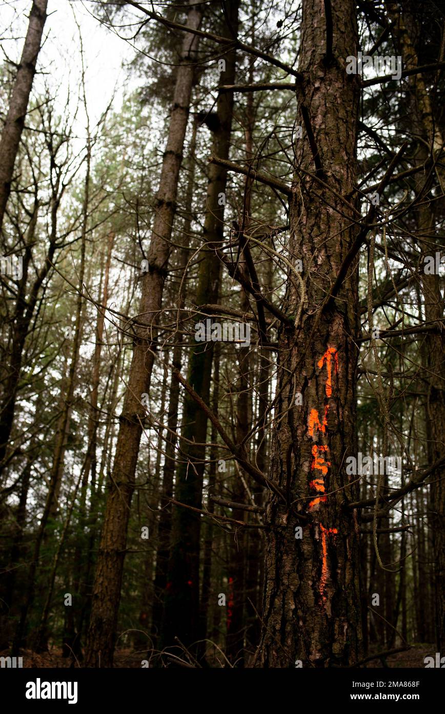 Tree marked with nest in spray paint in the New Forest Hampshire. Part ...