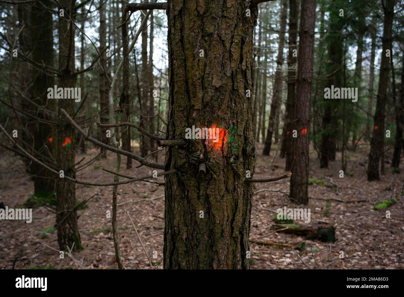 Spray paint markings on trees in The New Forest Hampshire UK. The ...