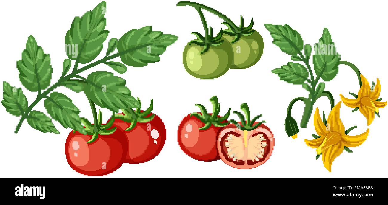 Tomato Leaf Vector Tomato Plant Illustration PNG, Vector, PSD, And