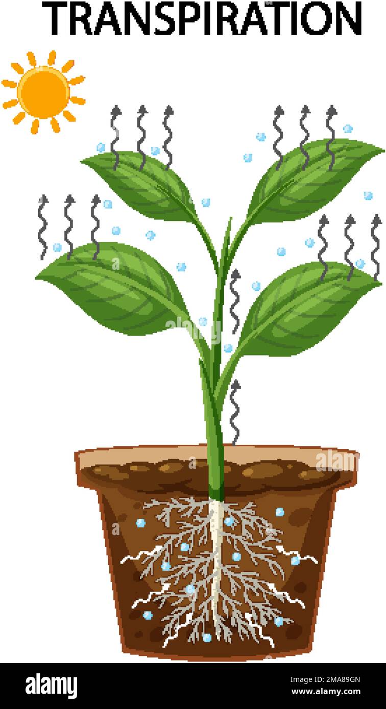 Science transpiration in plants illustration Stock Vector Image & Art ...