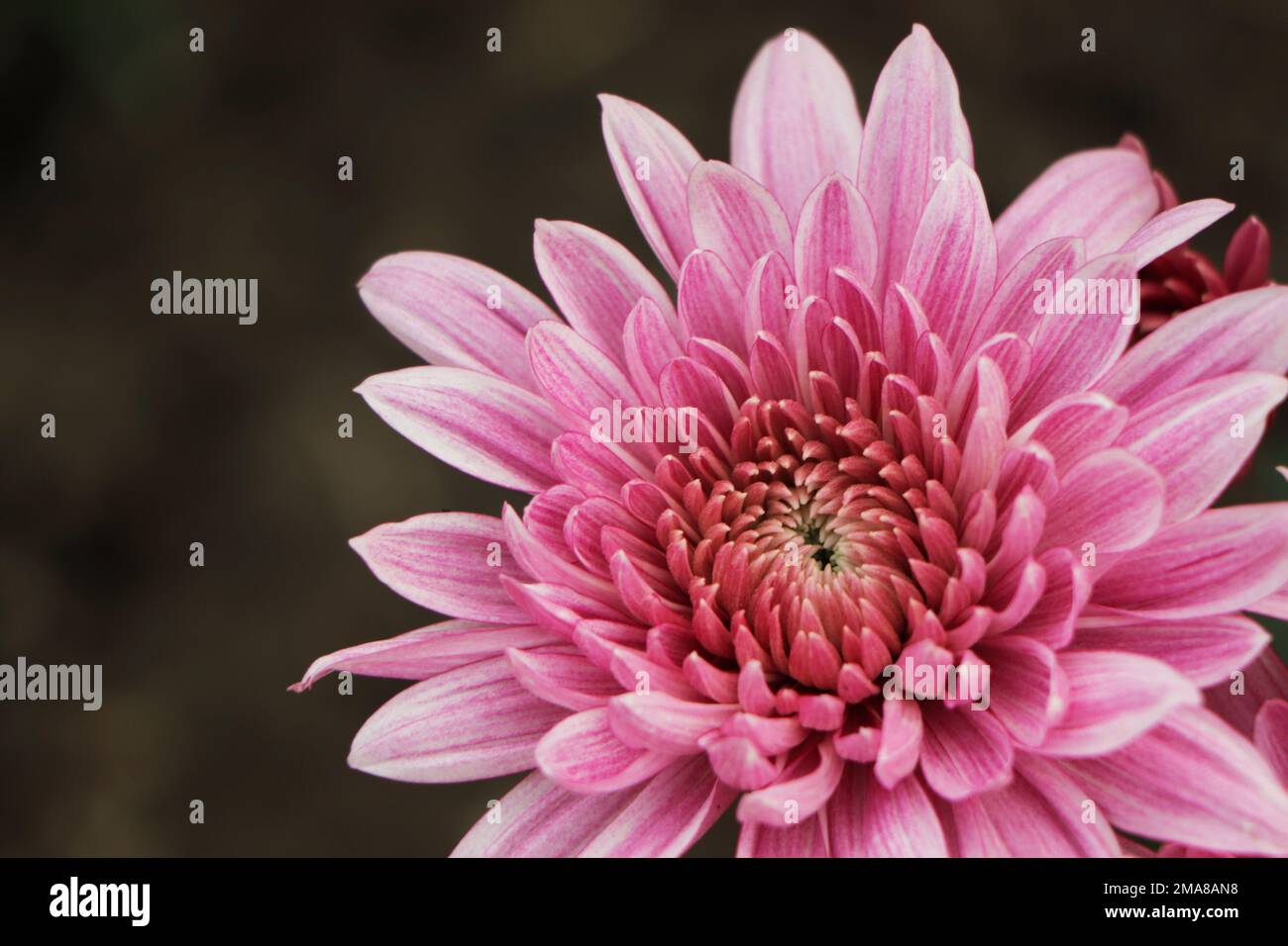 Chrysanthemum flowers close up. Pink Chrysanthemums. Floral background ...