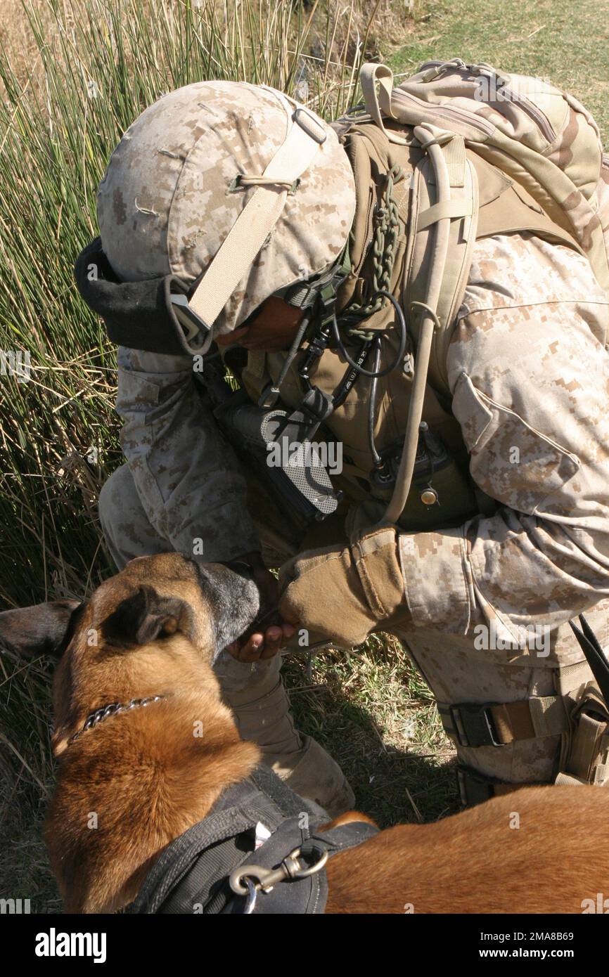 Ied dog hi-res stock photography and images - Alamy