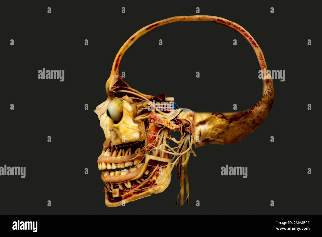 Face discovery cut in hi-res stock photography and images - Alamy