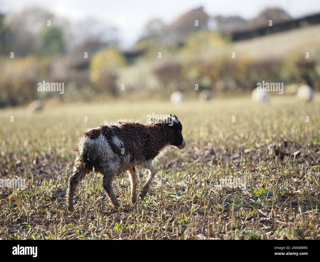 Wool goat hi-res stock photography and images - Alamy