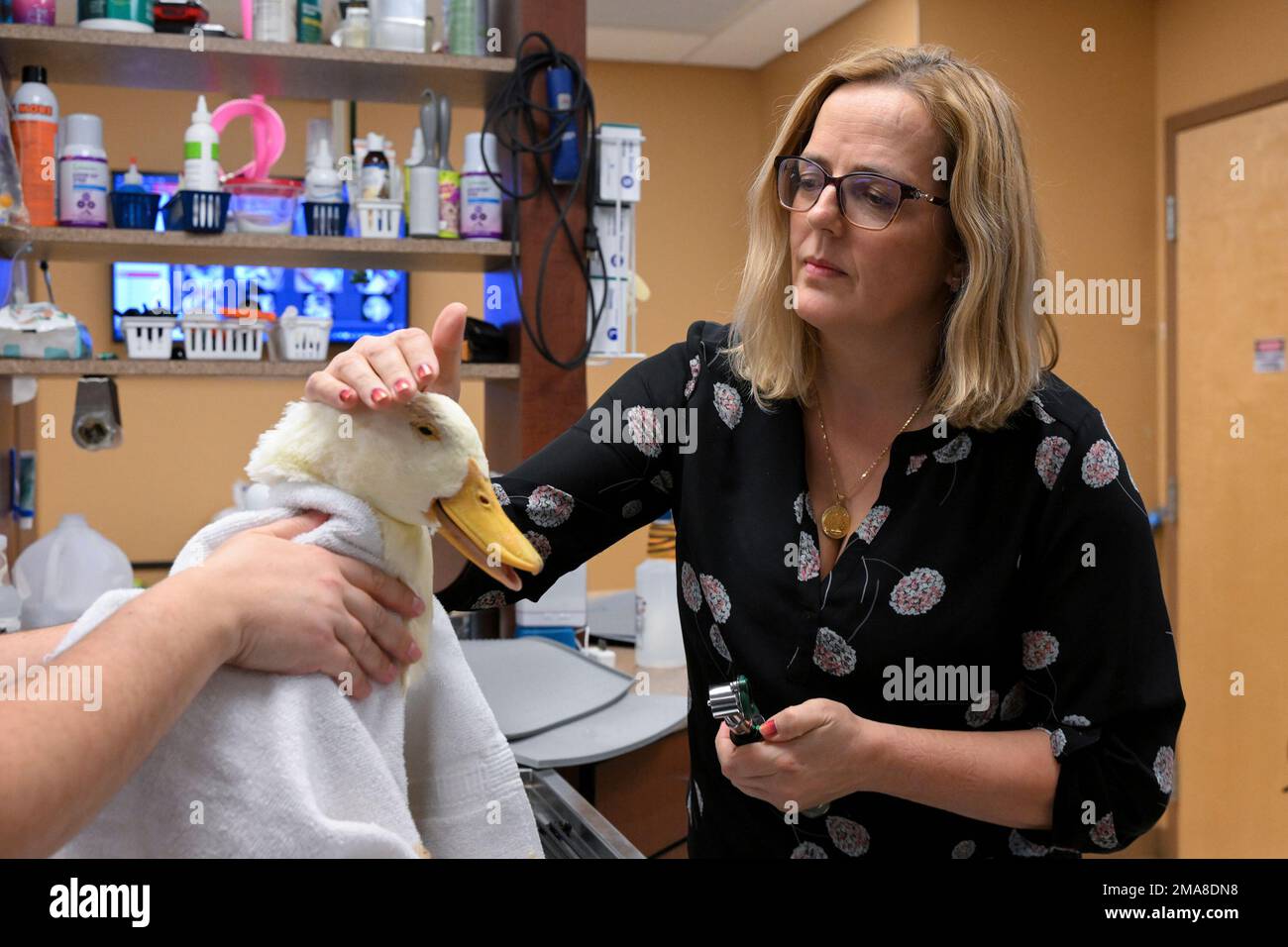 Dr. Alexandra Kintz Konegger, of K. Vet Animal Care, examines a rescued ...