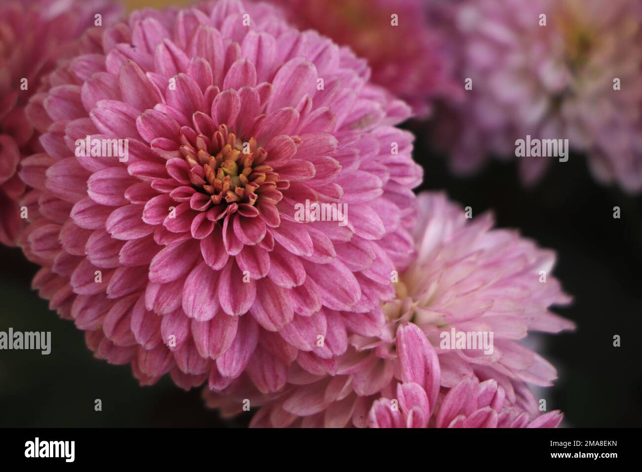 Chrysanthemums blossom in the autumn garden. Background with gentle ...