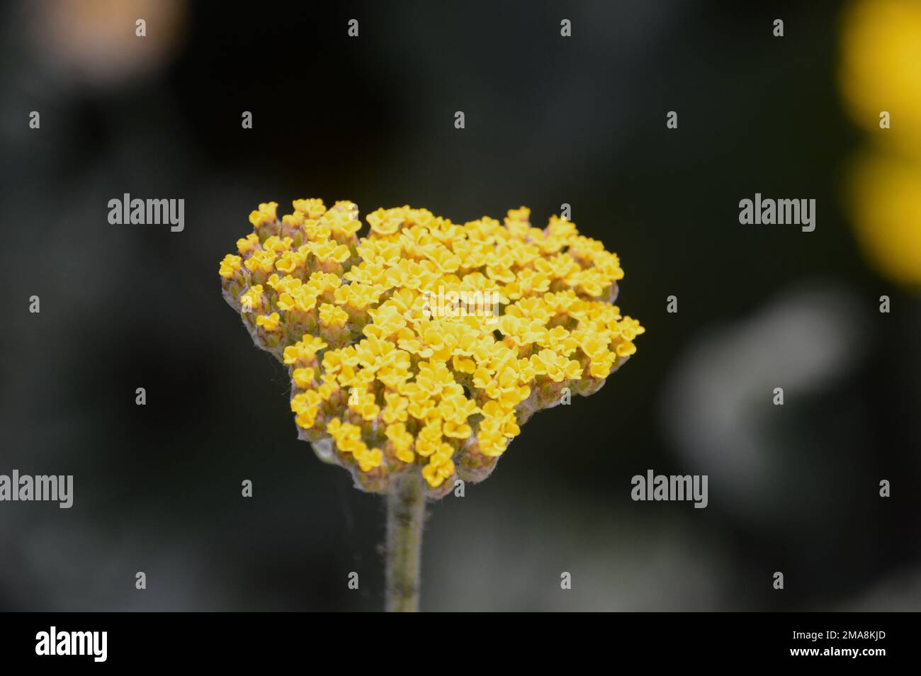 Yellow Achillea Filipendulina 'Coronation Gold' (Yarrow) Flower Heads ...