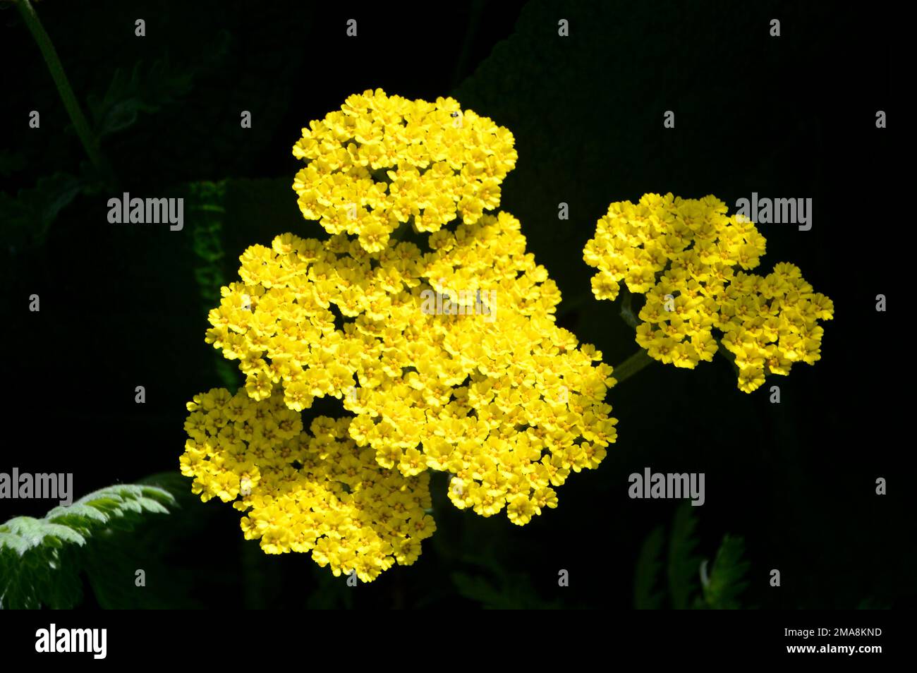 Yellow Achillea Filipendulina 'Coronation Gold' (Yarrow) Flower Heads ...