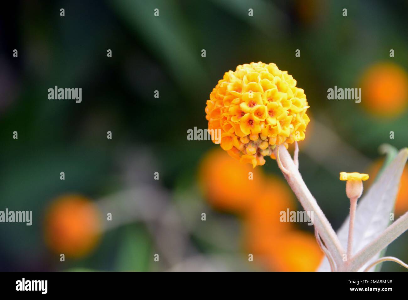 Single Orange Buddleja Globosa 'Orange Ball Tree' Flowering Shrub at ...
