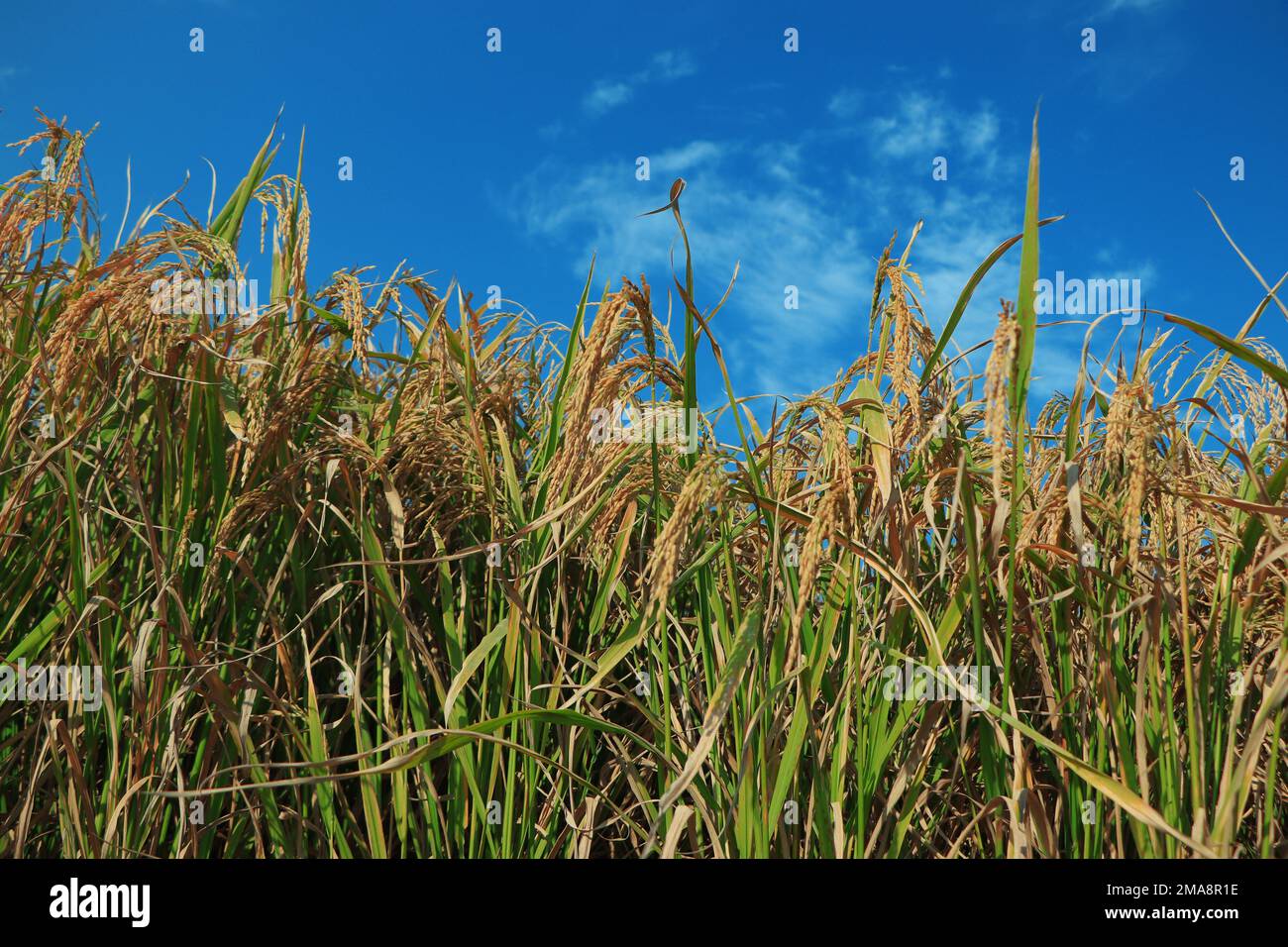Mature rice in rice field, The rice fields are under the blue sky. The ...