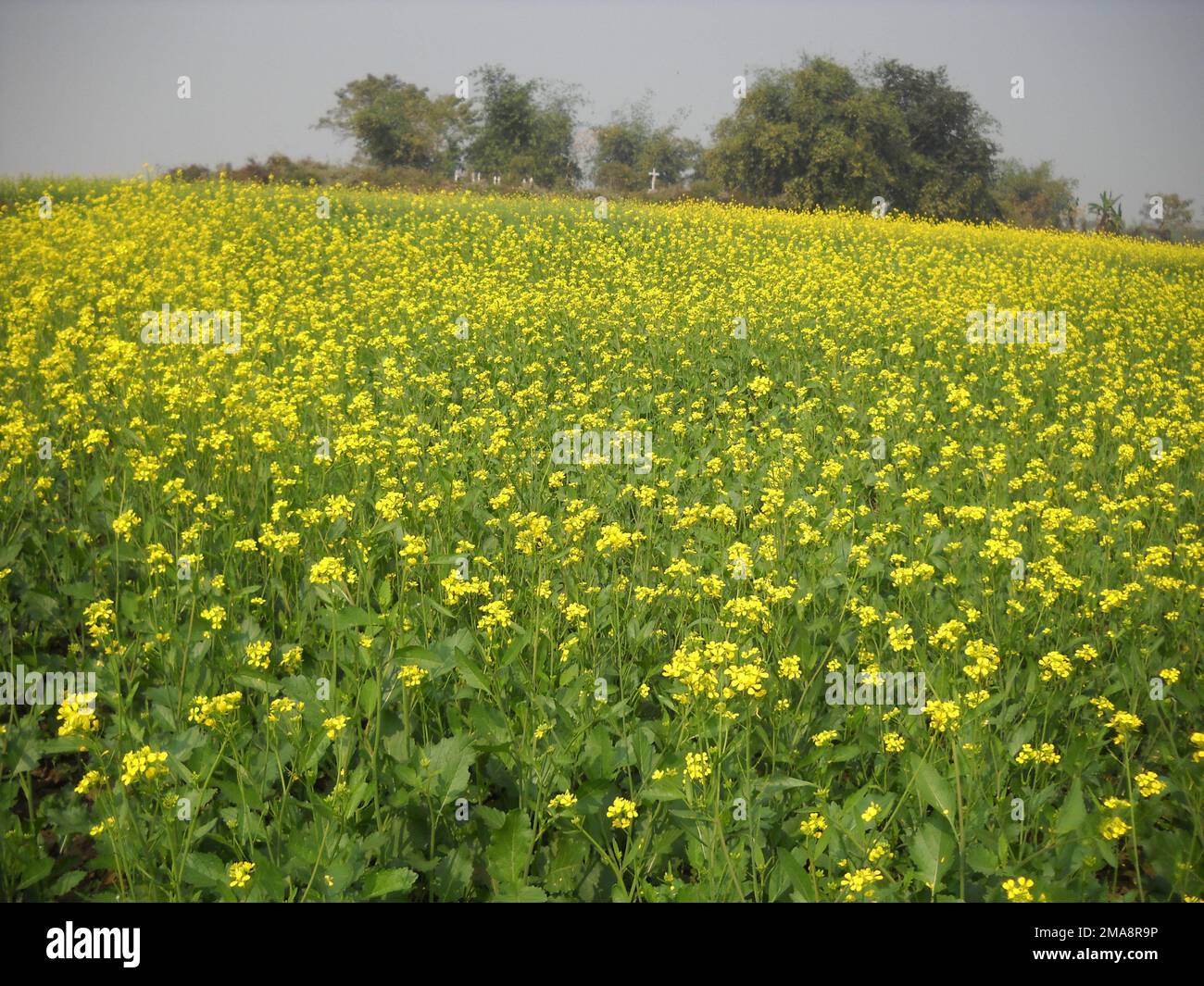 Oil Flower Yellow for Oil Mustard Stock Photo - Alamy