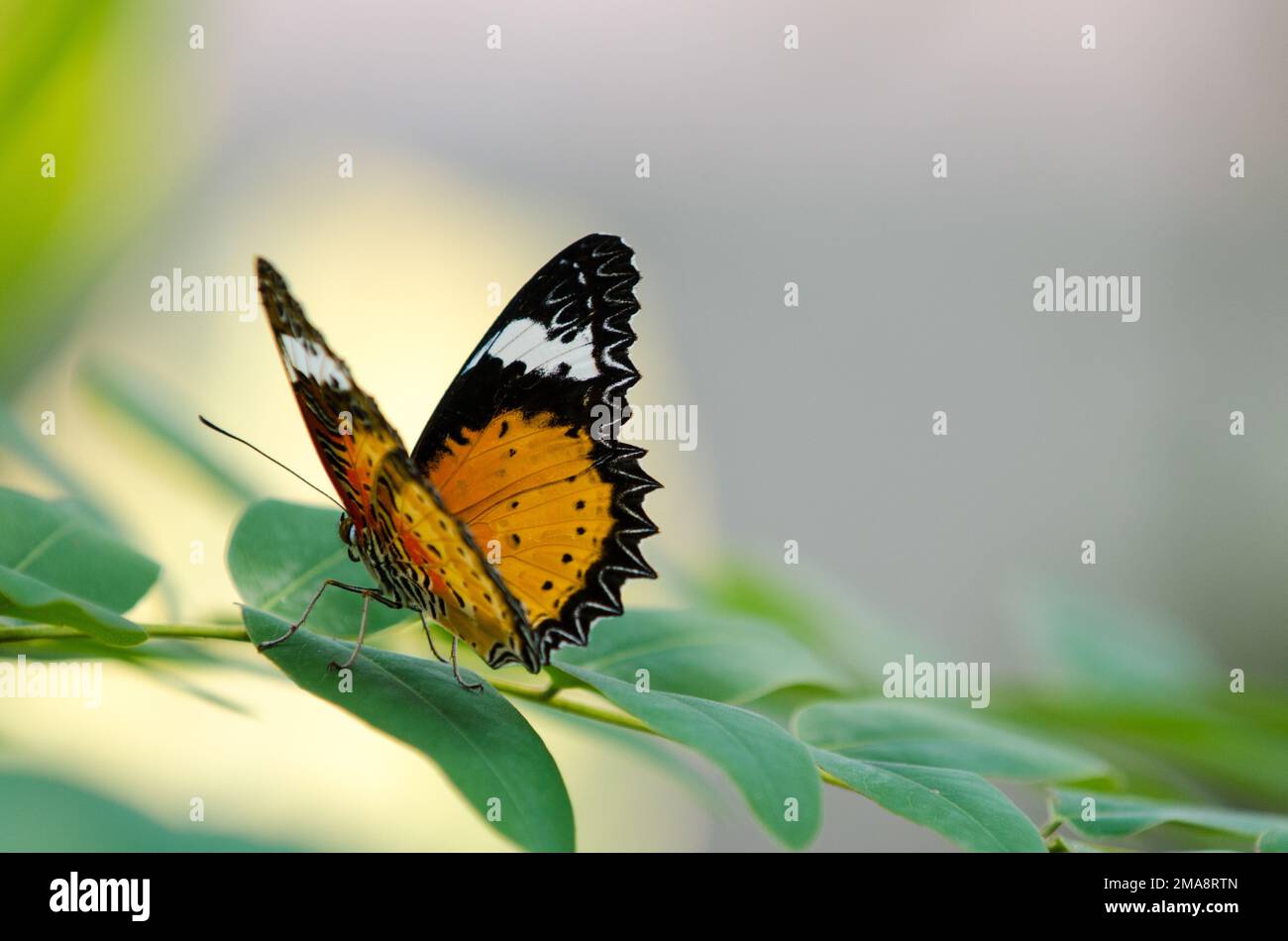 A soft focus of leopard lacewing butterfly perched on a plant Stock ...