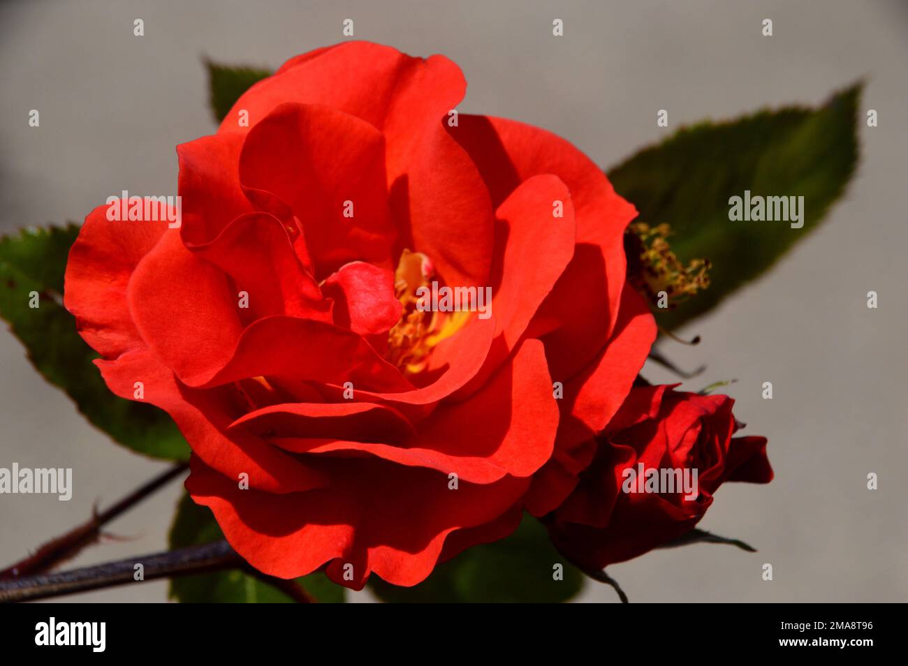 Single Red Rosa 'Precious Love' Rose Flower grown at RHS Garden ...