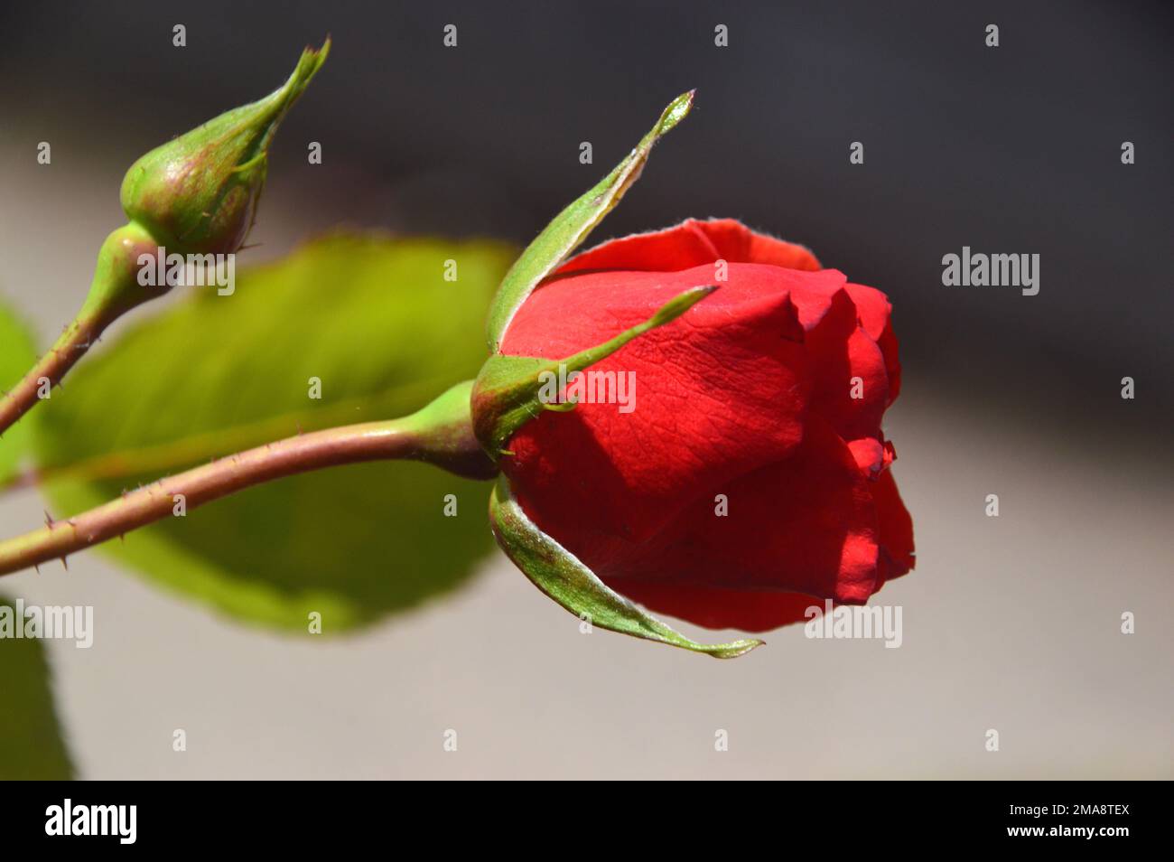 Single Red Rosa 'Precious Love' Rose Flower grown at RHS Garden ...