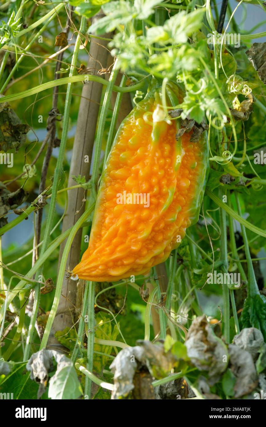 Momordica charantia, bitter melon, karela, balsam pear, bitter gourd ...