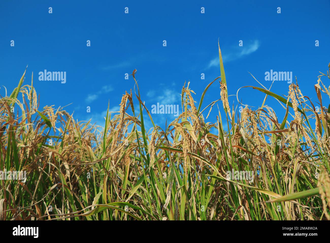 Ripe rice field and sky background at sunset time with sun rays Stock ...
