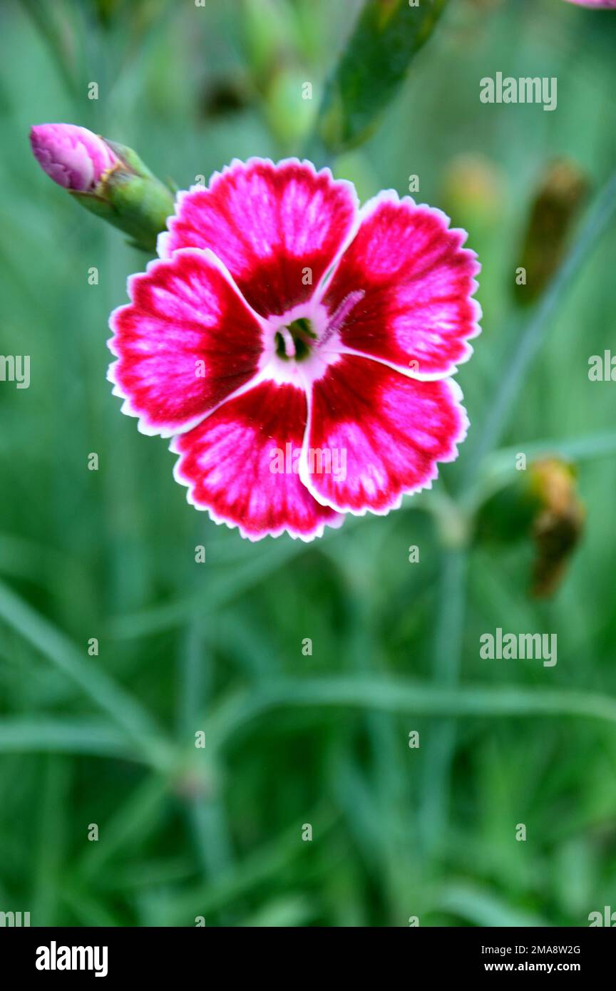 Dianthus flutterburst hi-res stock photography and images - Alamy